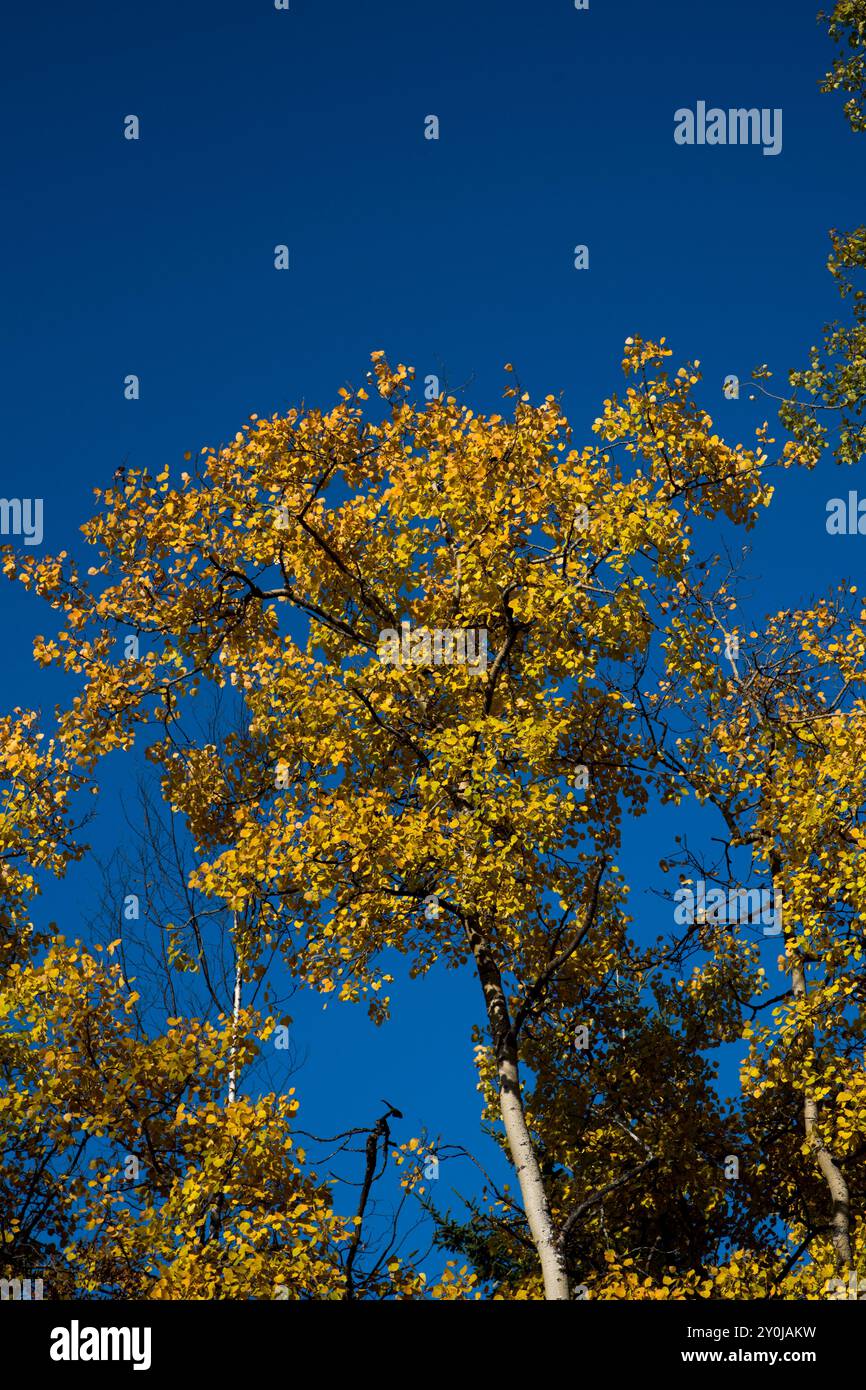 Indian summer in Marten campground in Lesser Slave Lake Provincial Park ...