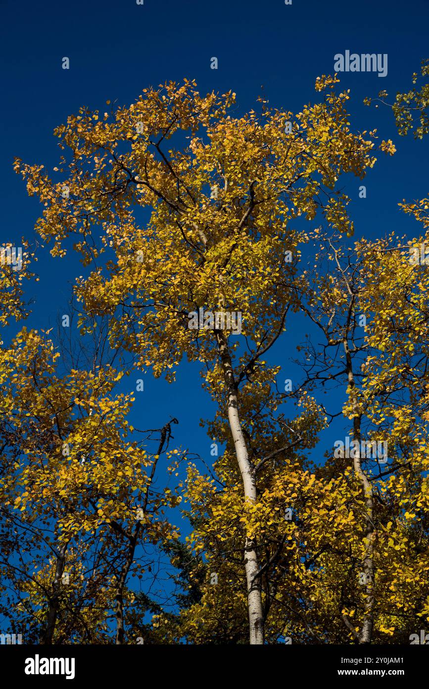 Indian summer in Marten campground in Lesser Slave Lake Provincial Park ...