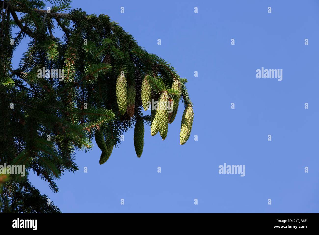 green needles on a tall spruce tree with cones, beautiful long cones on ...