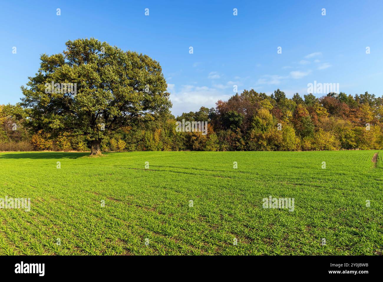 Changes in oak foliage in early autumn, changes in the color of the ...