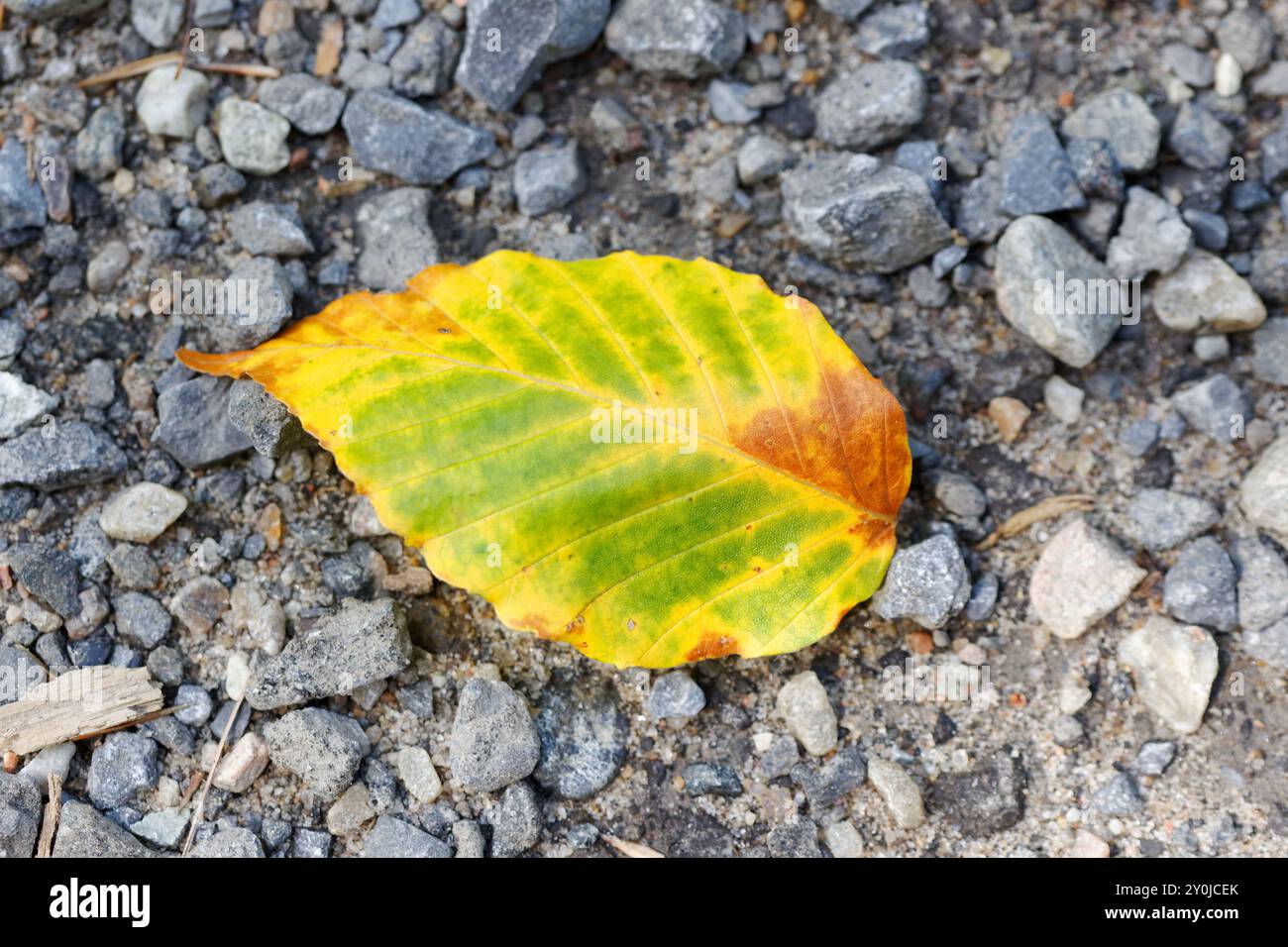Beech leaf laying on the ground. Quebec,Canada Stock Photo - Alamy