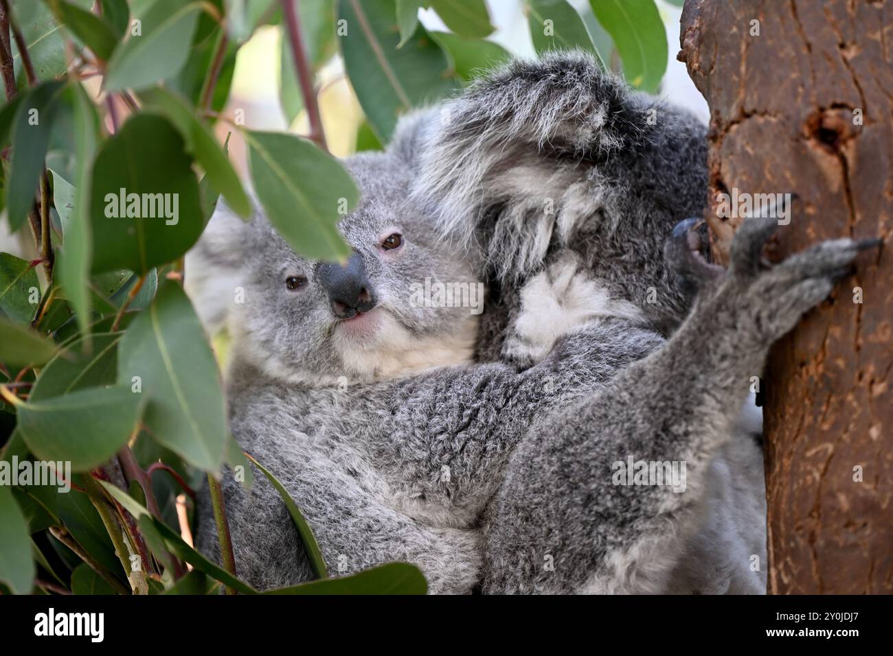 Sydney, Australia. 03rd Sep, 2024. 10 month old koala joey Fox is seen ...