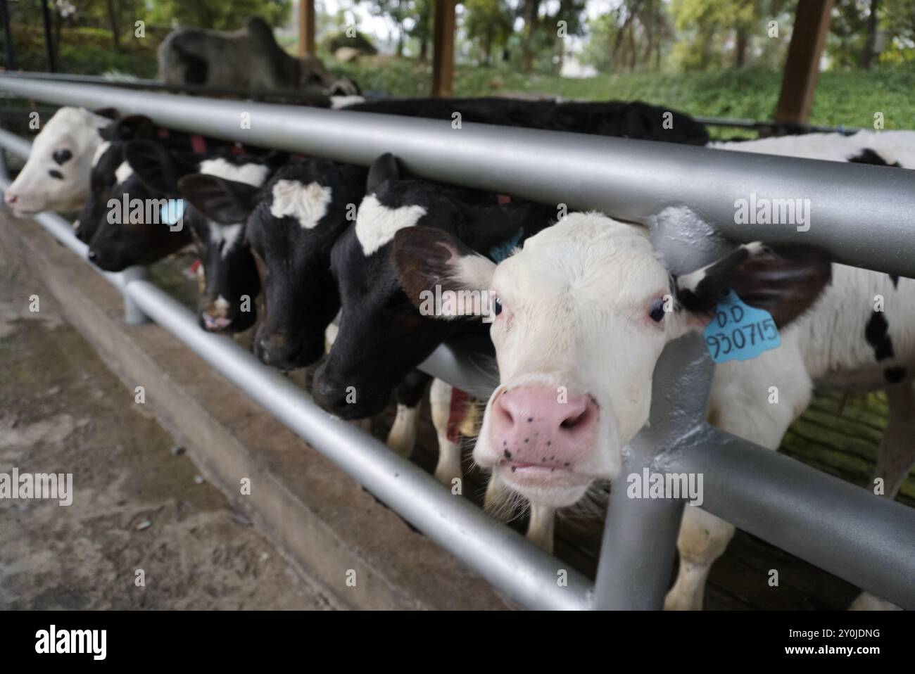 Cows on the farm are being fattened before being sold Stock Photo - Alamy