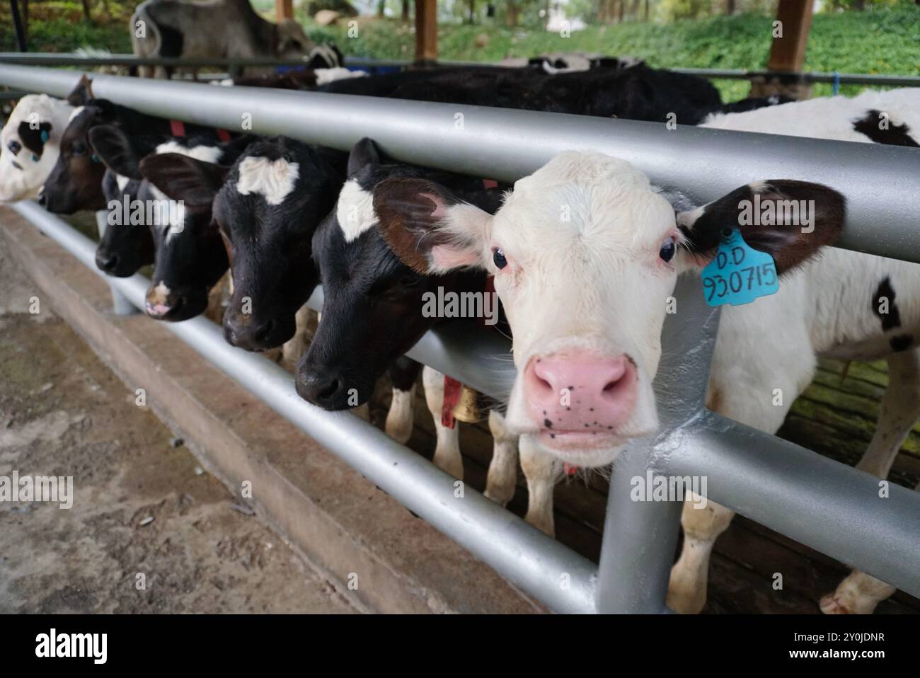 Fattened cows hi-res stock photography and images - Alamy