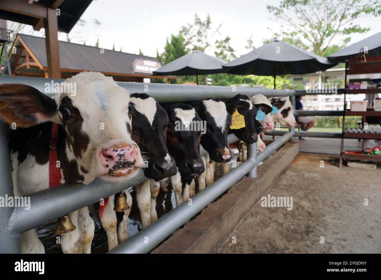 Cows on the farm are being fattened before being sold Stock Photo - Alamy
