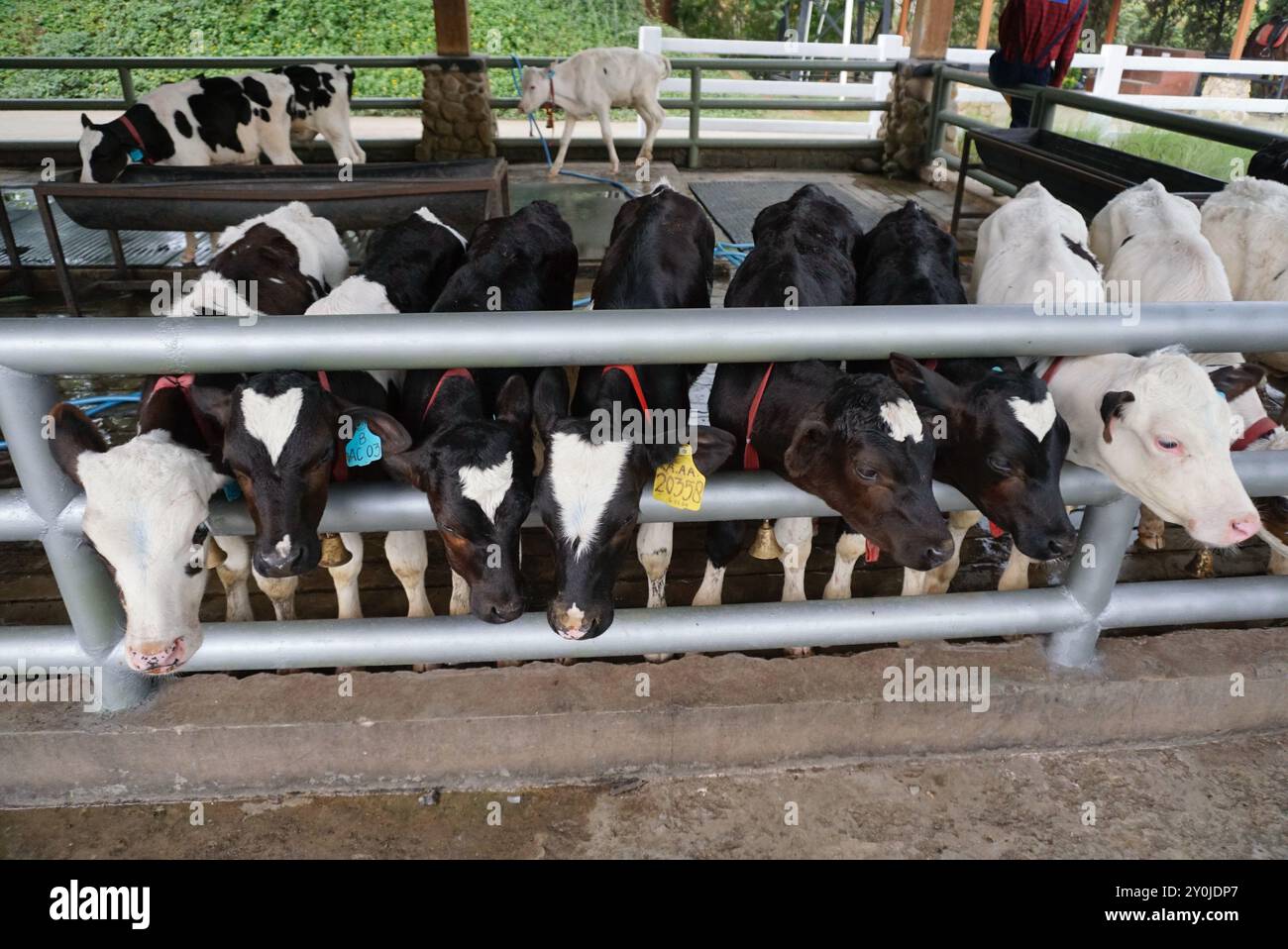 Fattened cows hi-res stock photography and images - Alamy