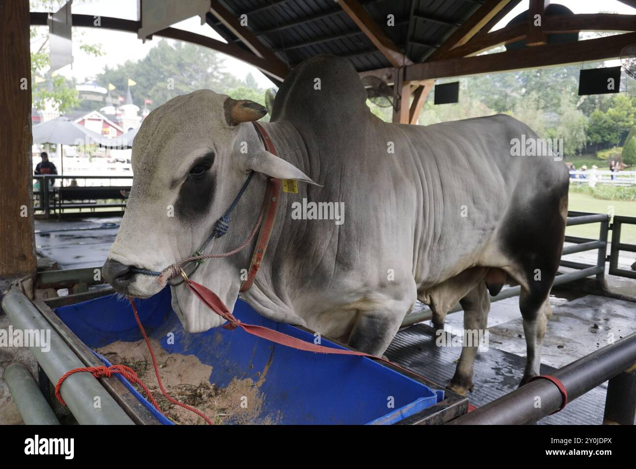 Fattened cows hi-res stock photography and images - Alamy