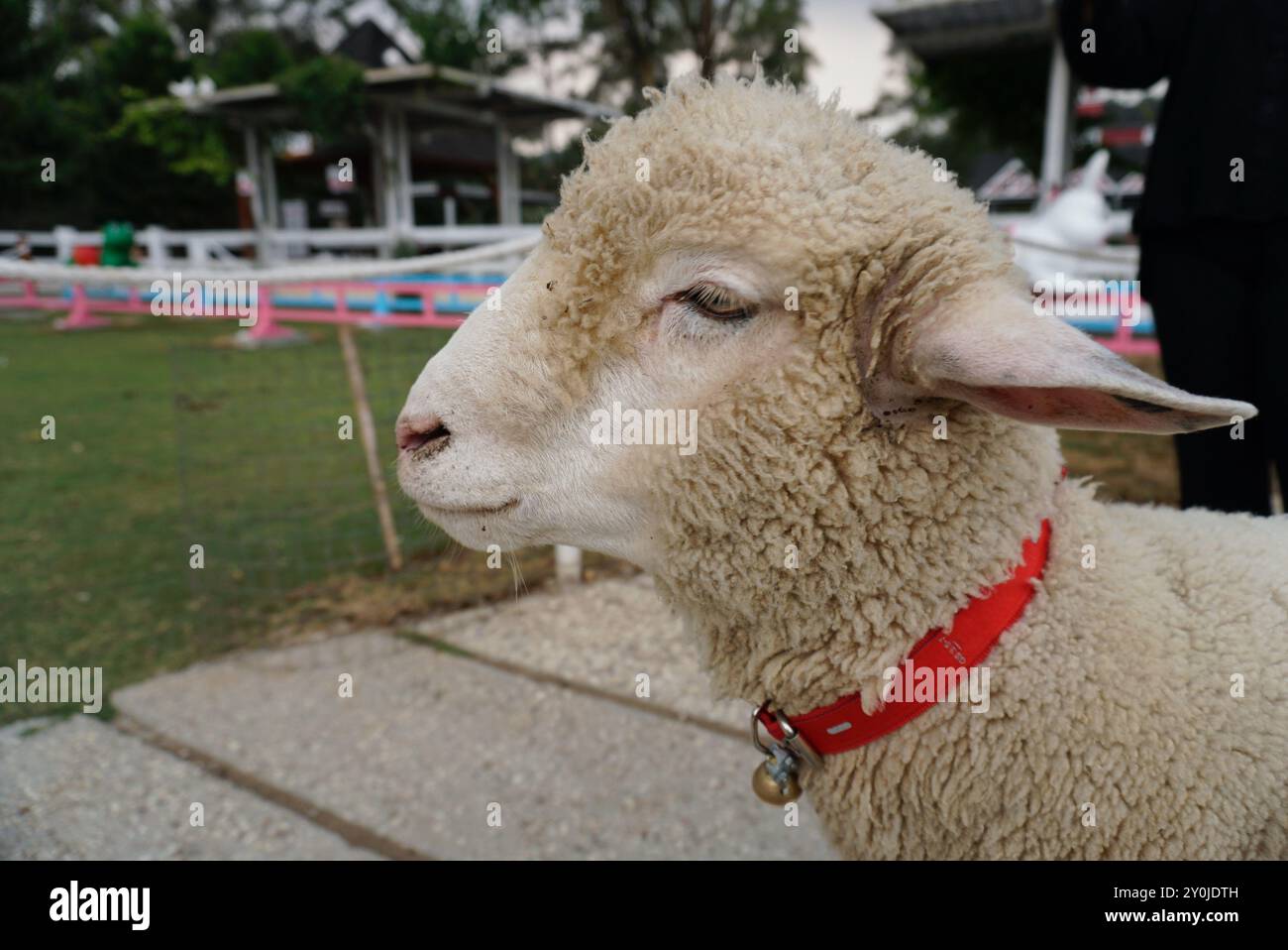 a white sheep on a farm in Bogor Stock Photo - Alamy