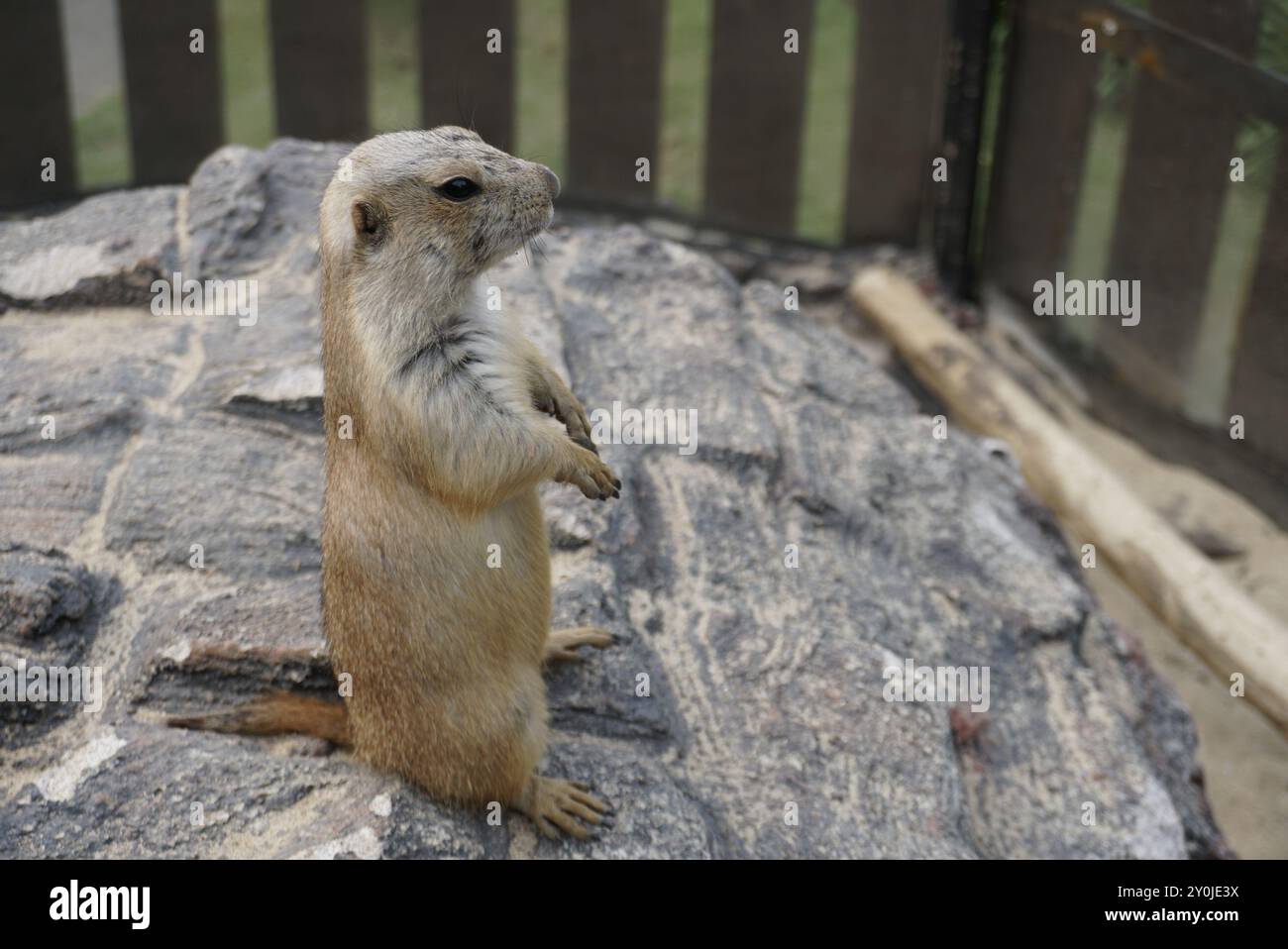 Prairie dogs are small burrowing rodents of the genus Cynomys, family ...