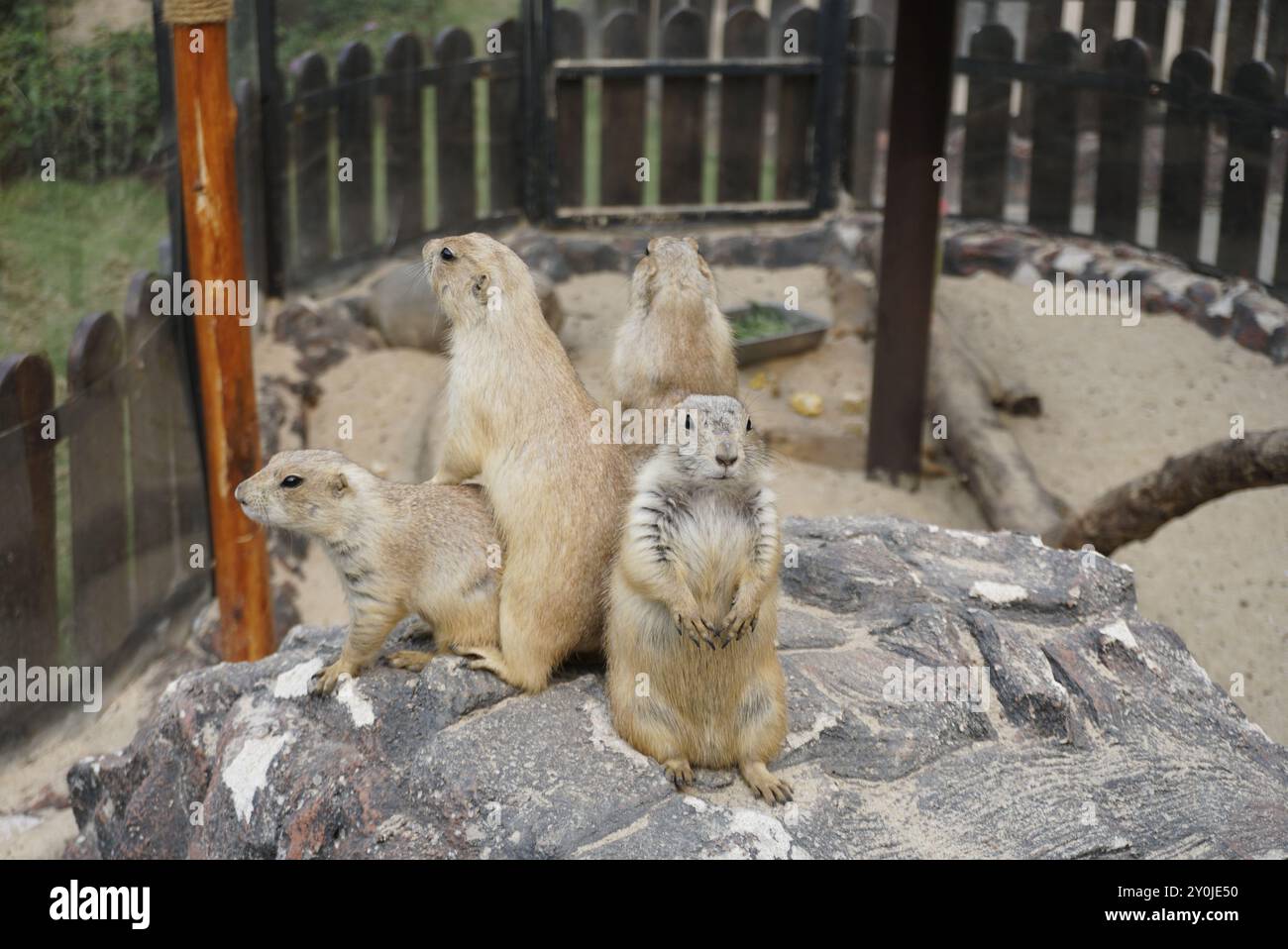 Prairie dogs are small burrowing rodents of the genus Cynomys, family ...
