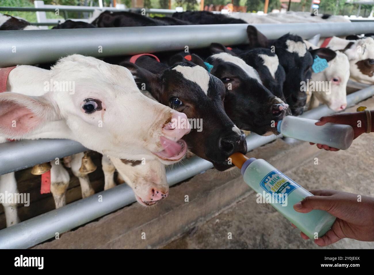Fattened cows hi-res stock photography and images - Alamy