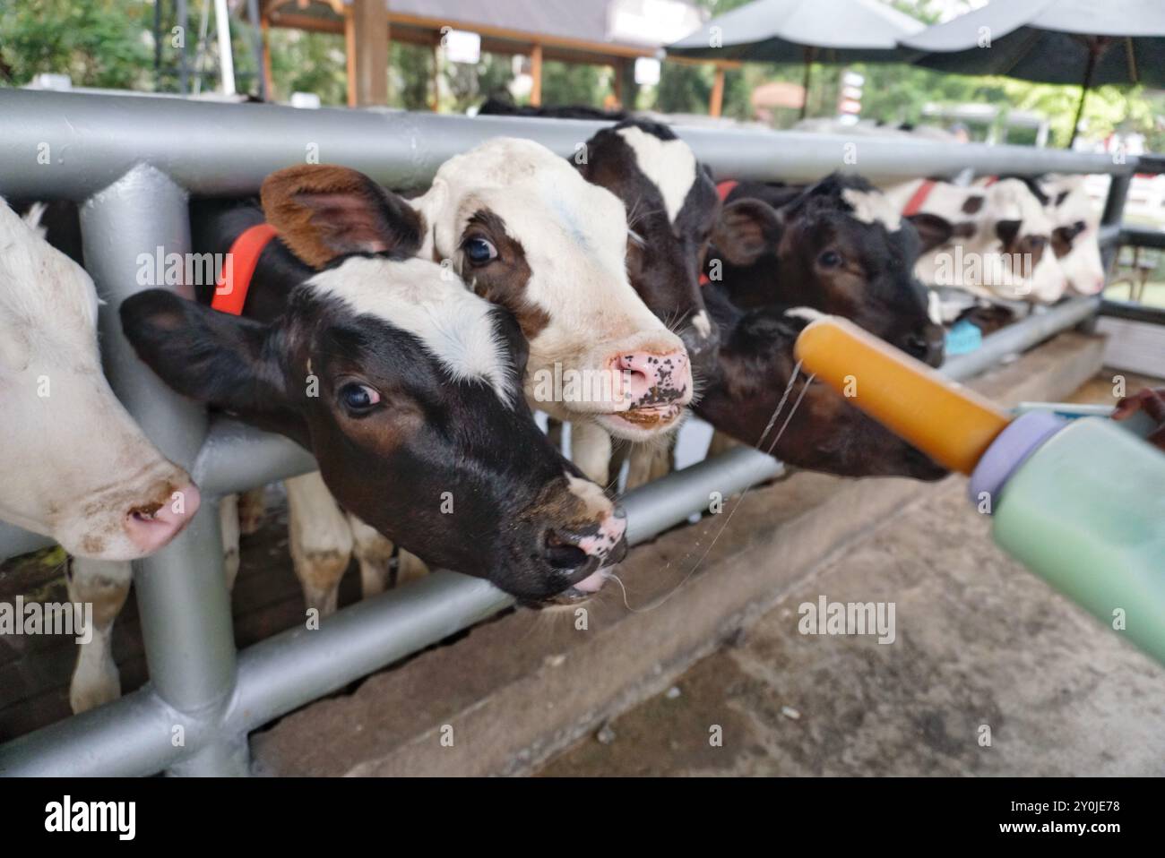 Fattened cows hi-res stock photography and images - Alamy