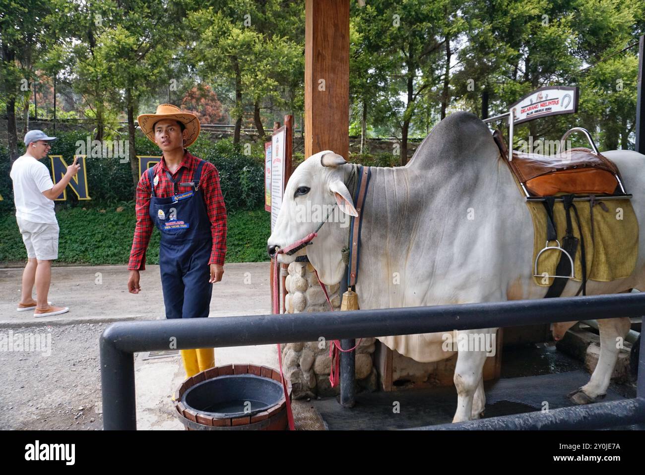 Cattle farms in the Bogor area, the cattle look very fat Stock Photo ...