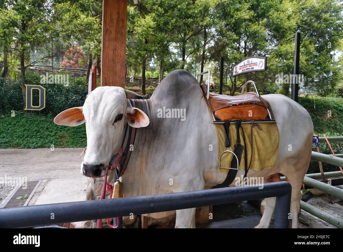 Cows on the farm are being fattened before being sold Stock Photo - Alamy