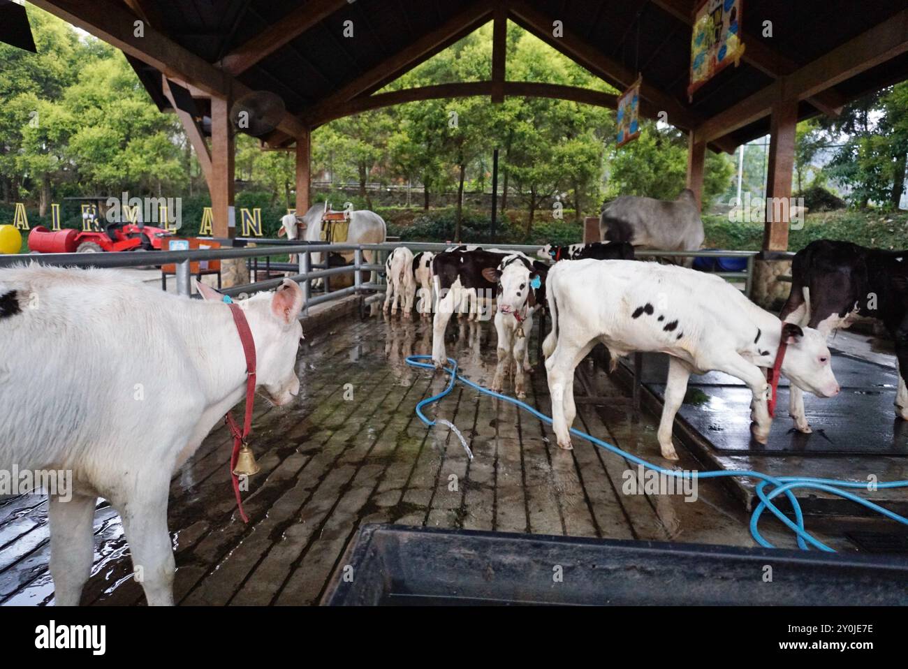 Cows on the farm are being fattened before being sold Stock Photo - Alamy