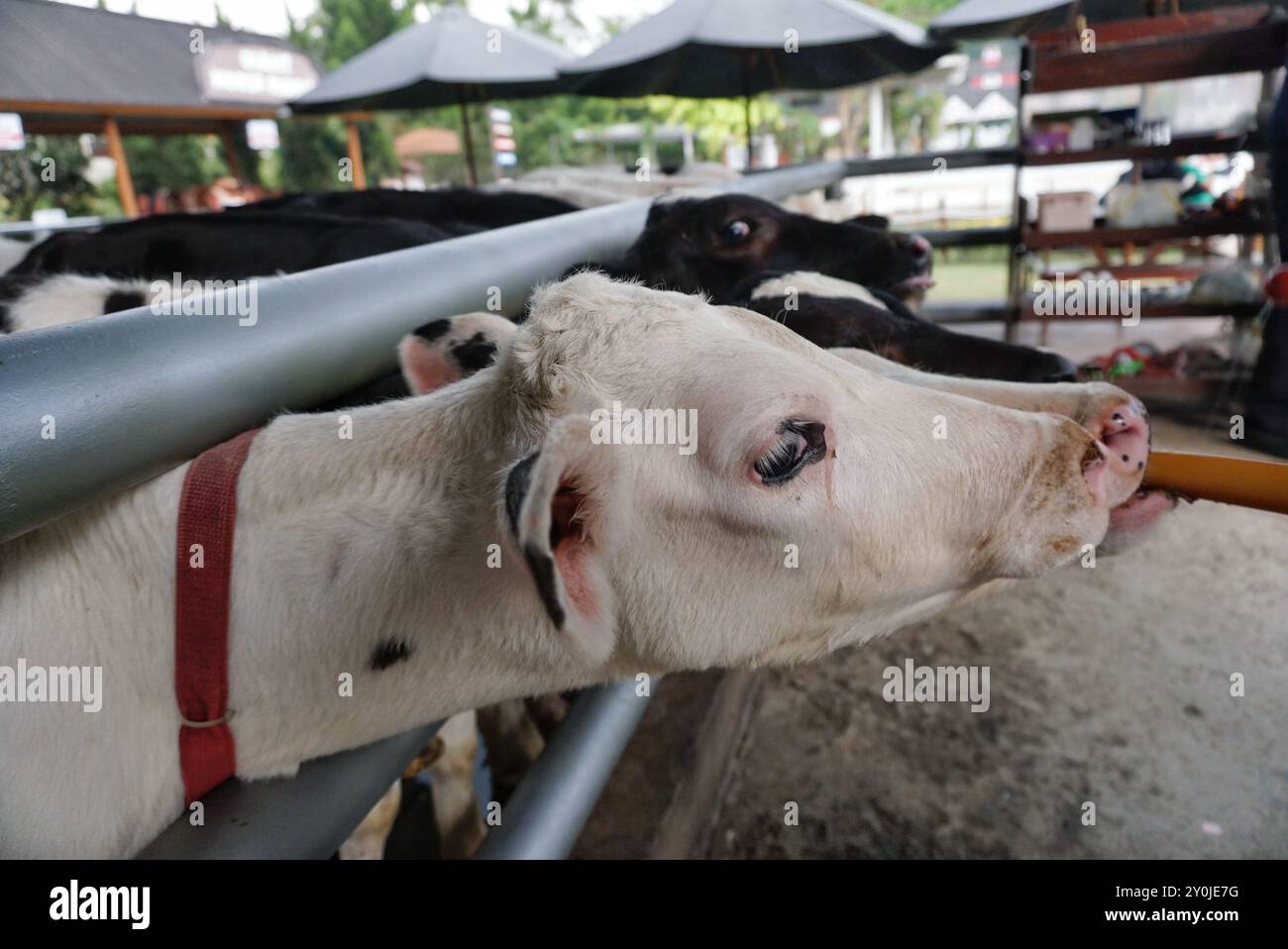 Cows on the farm are being fattened before being sold Stock Photo - Alamy