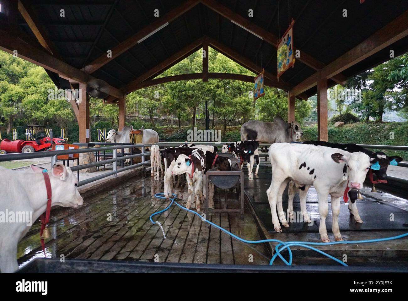 Cows on the farm are being fattened before being sold Stock Photo - Alamy