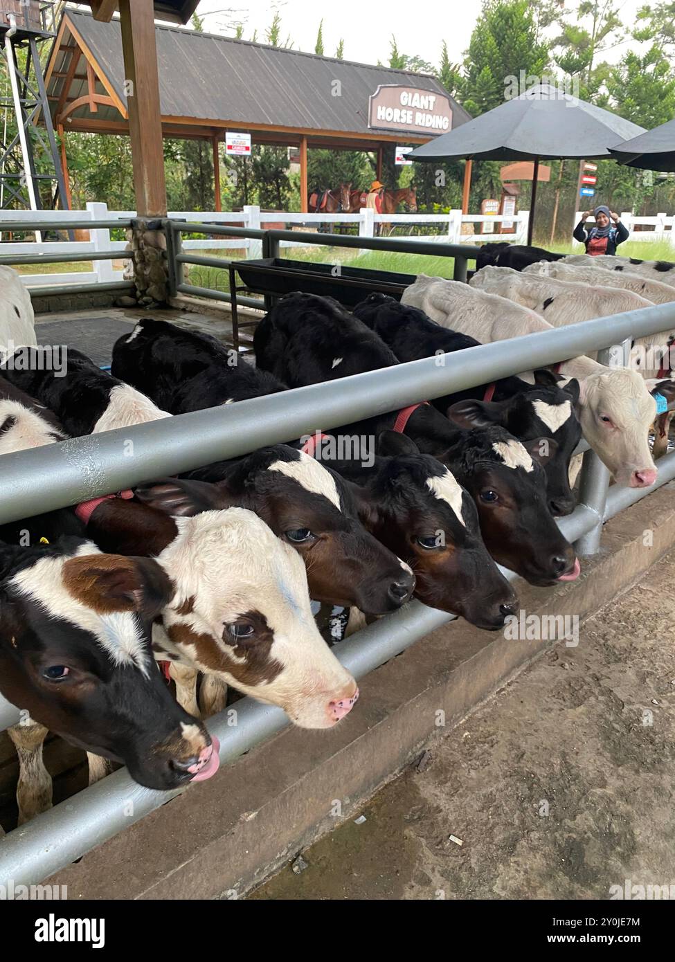 Fattened cows hi-res stock photography and images - Alamy