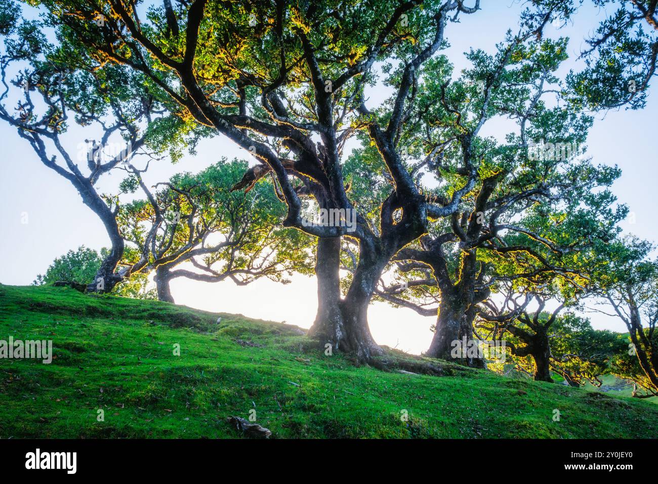 Fanal forest trees on Madeira island, Portugal Stock Photo - Alamy
