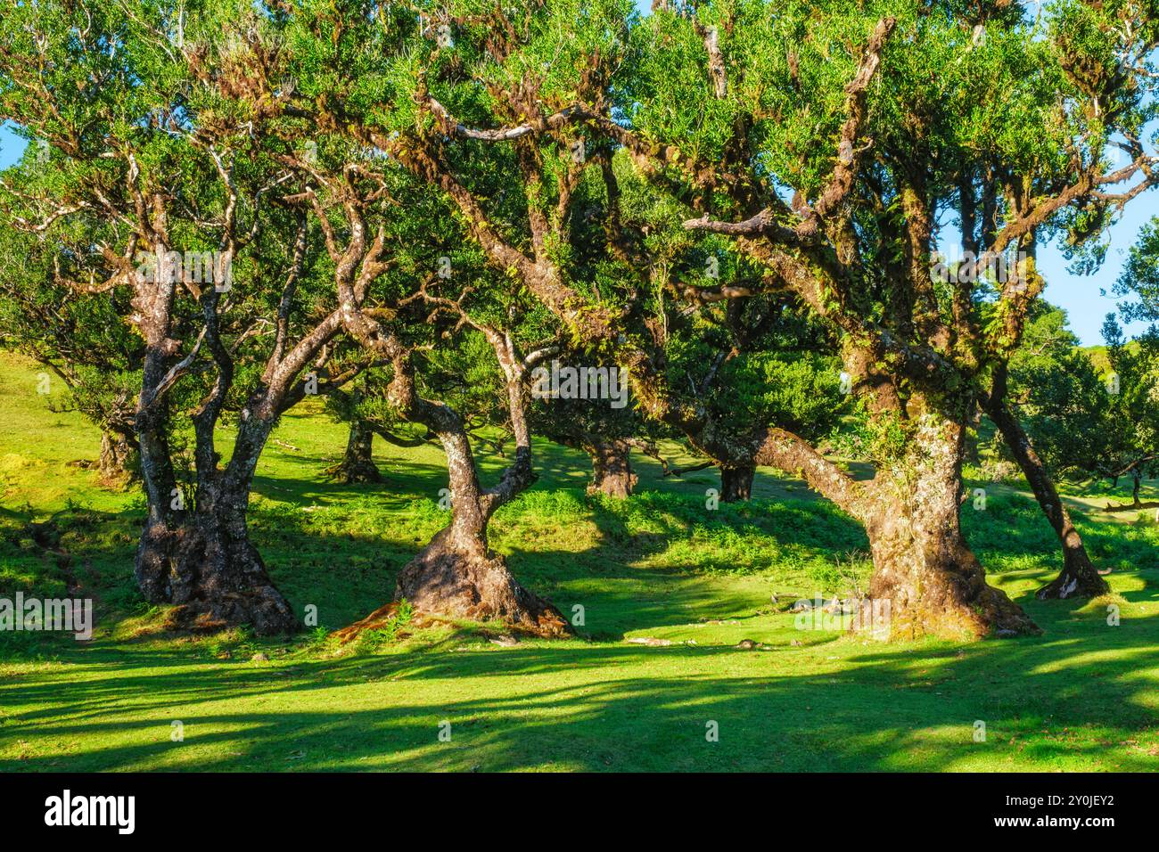 Fanal forest trees on Madeira island, Portugal Stock Photo - Alamy