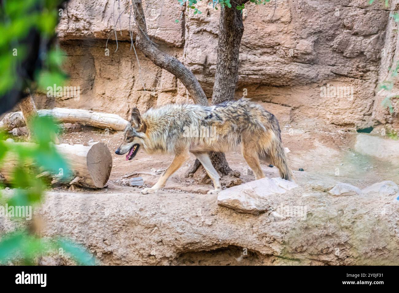 A subspecies of the gray wolf, commonly referred to as, el lobo at ...