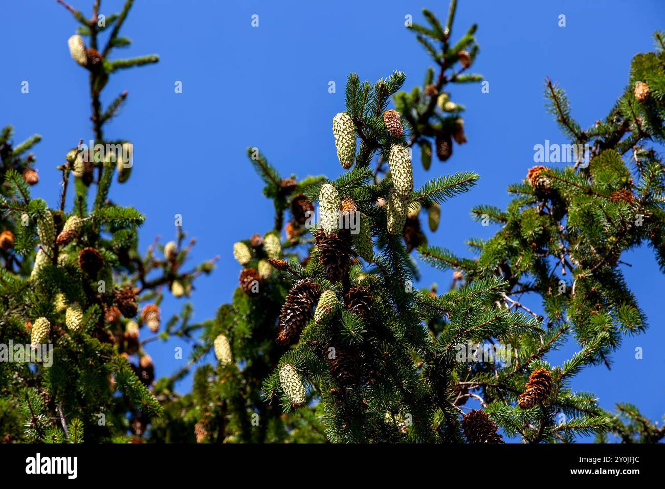 green needles on a tall spruce tree with cones, beautiful long cones on ...