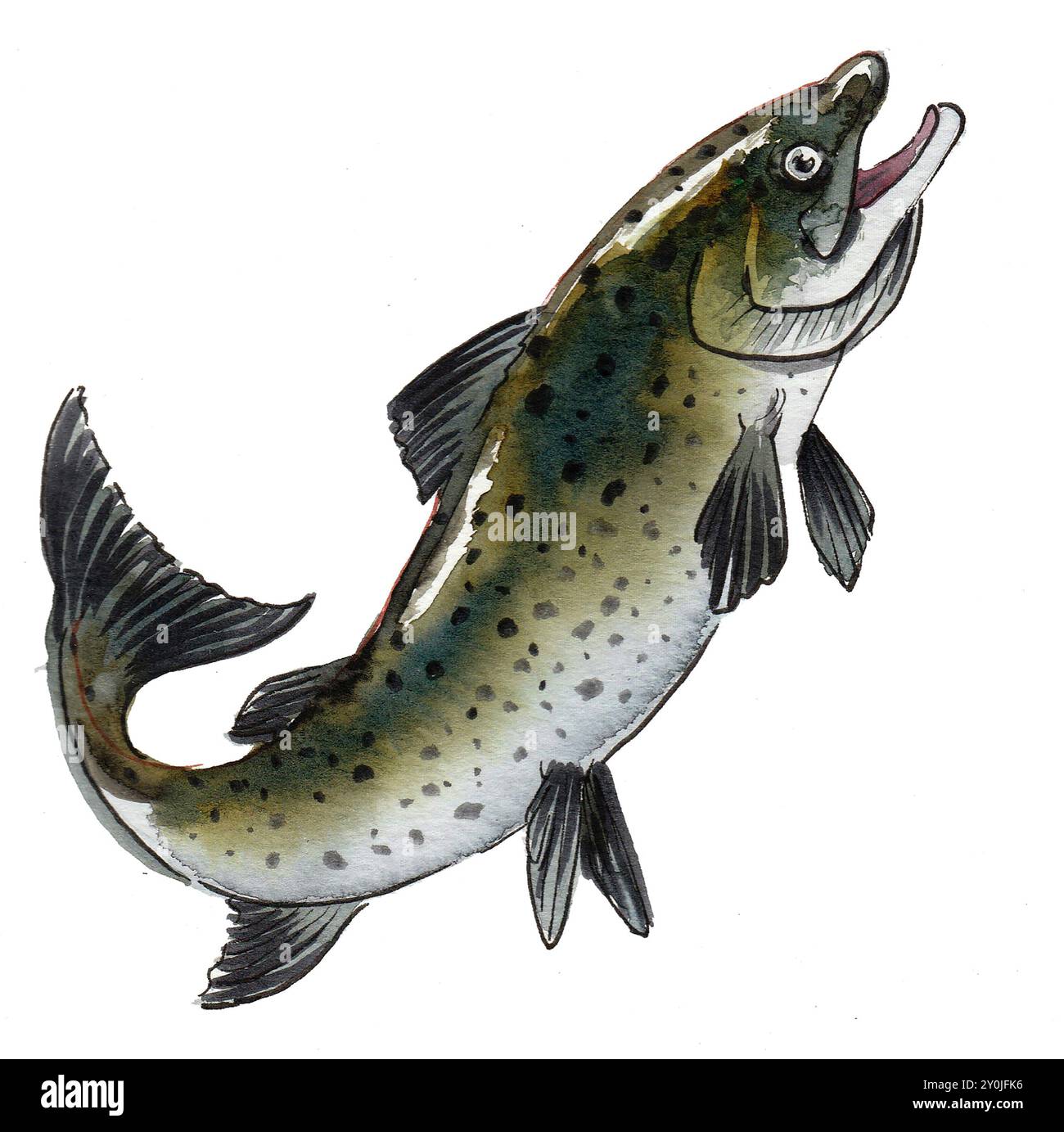 Salmon fish sketch hand Cut Out Stock Images & Pictures - Alamy