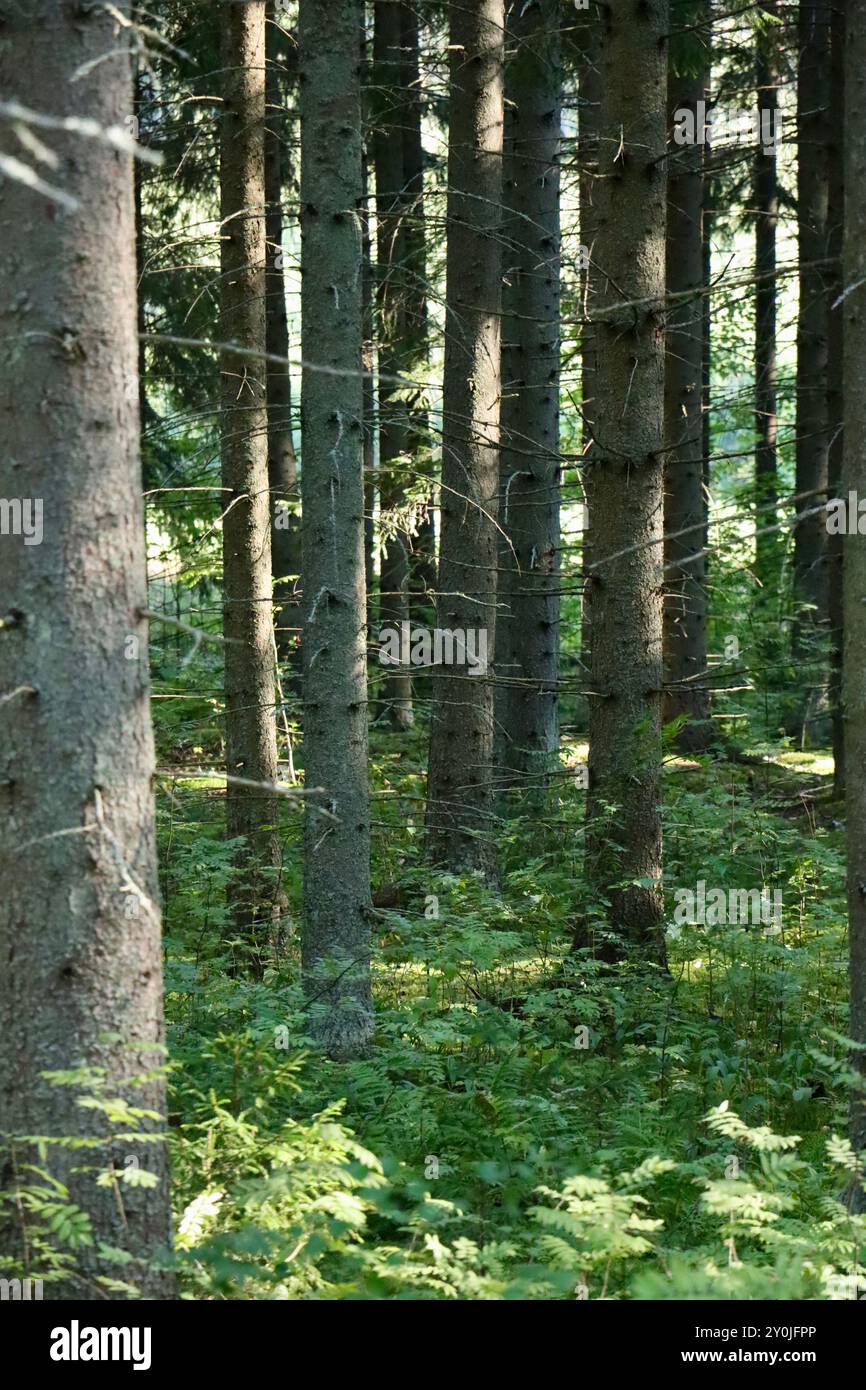Pine tree forest near Loviisa in southern Finland in August 2024 Stock ...