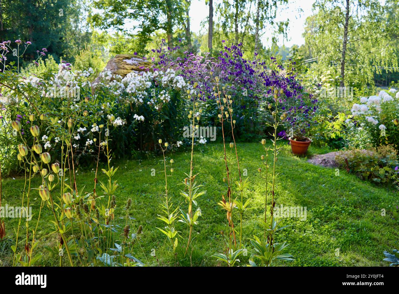 A private finnish cottage garden in southern Finland, August 2024 Stock ...