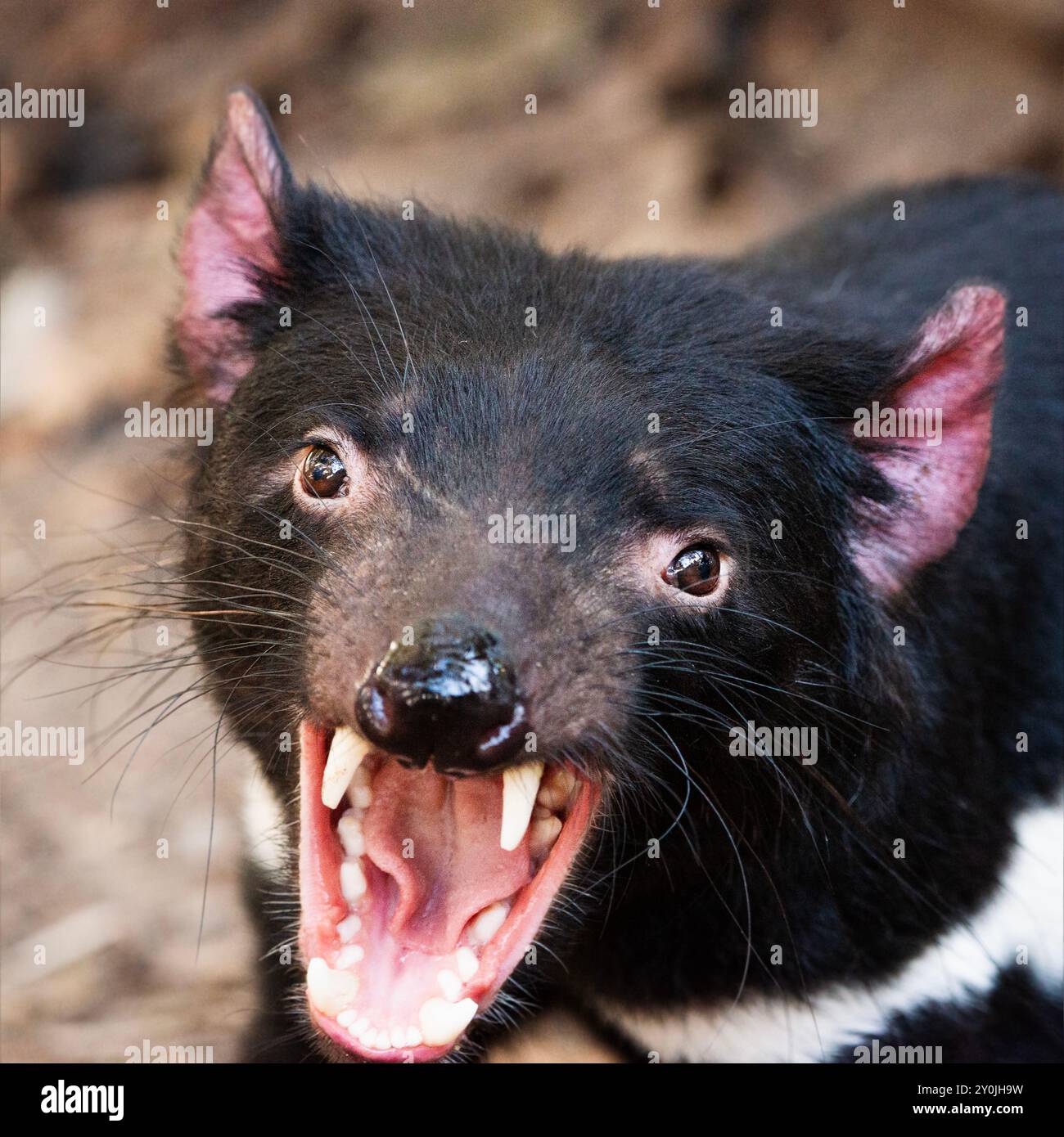 The Tasmanian devil is a carnivorous marsupial of the family Dasyuridae ...