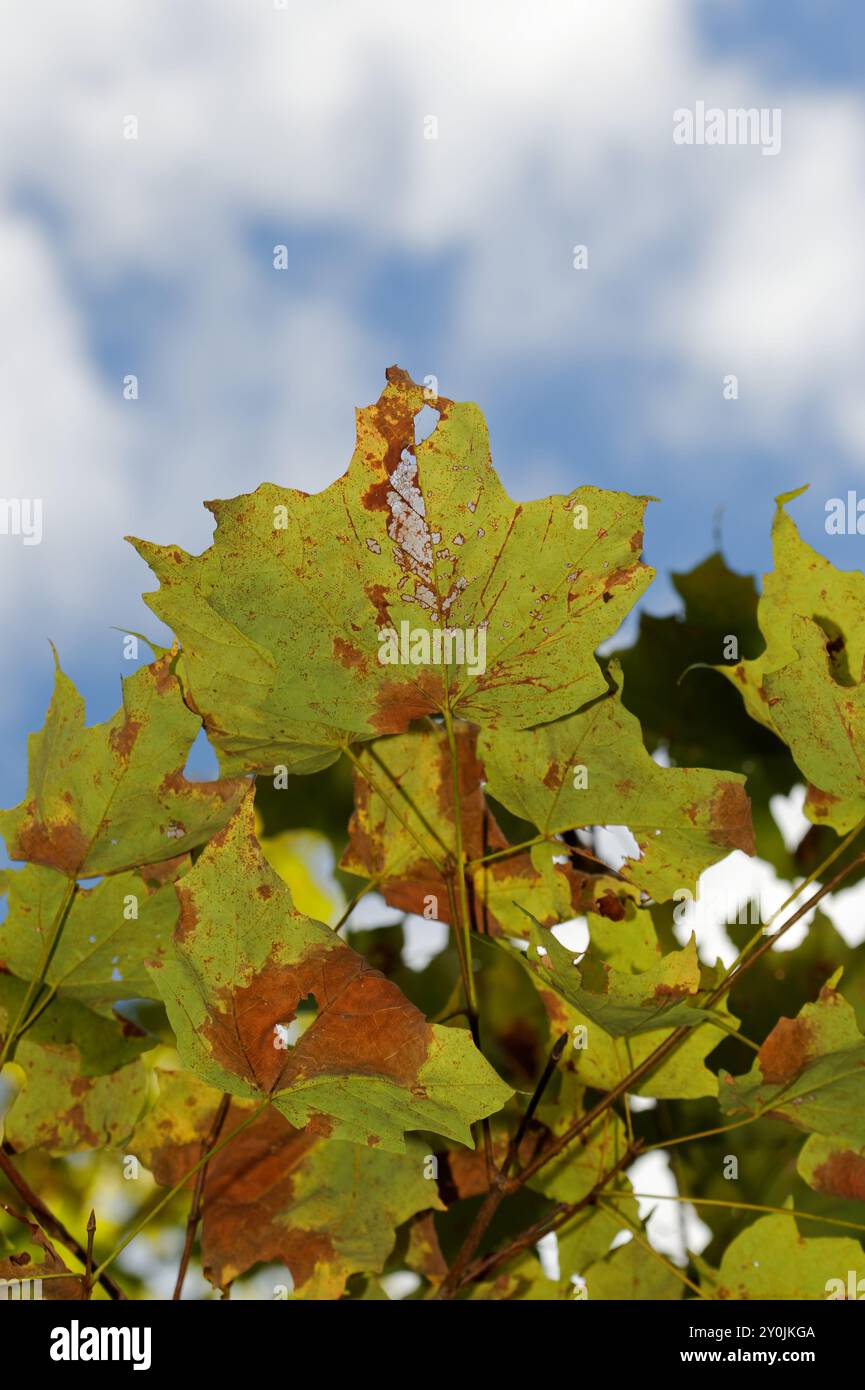 Diseased maple tree leaf hi-res stock photography and images - Alamy