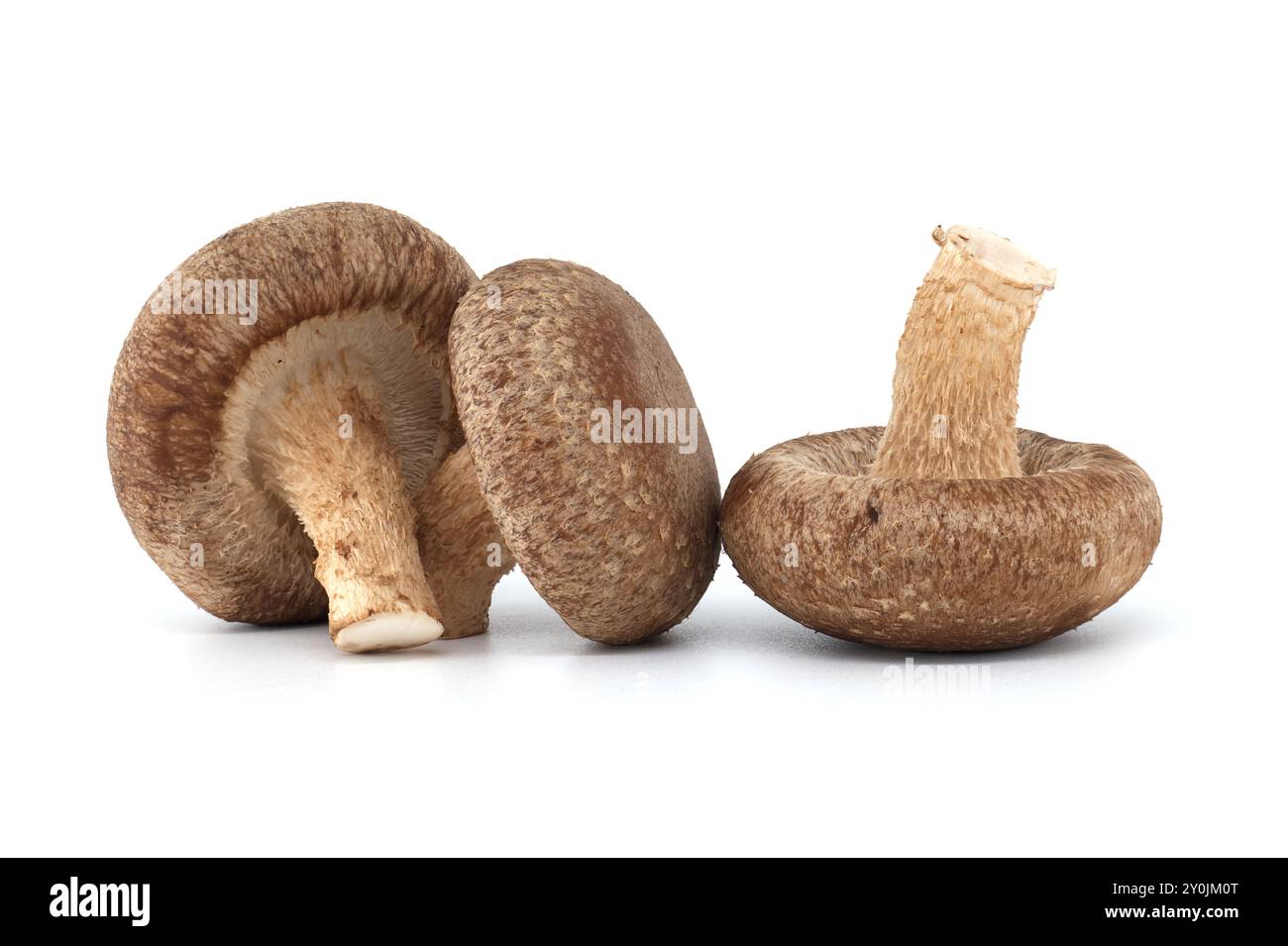 Fresh shiitake mushrooms, known for their health benefits and ...