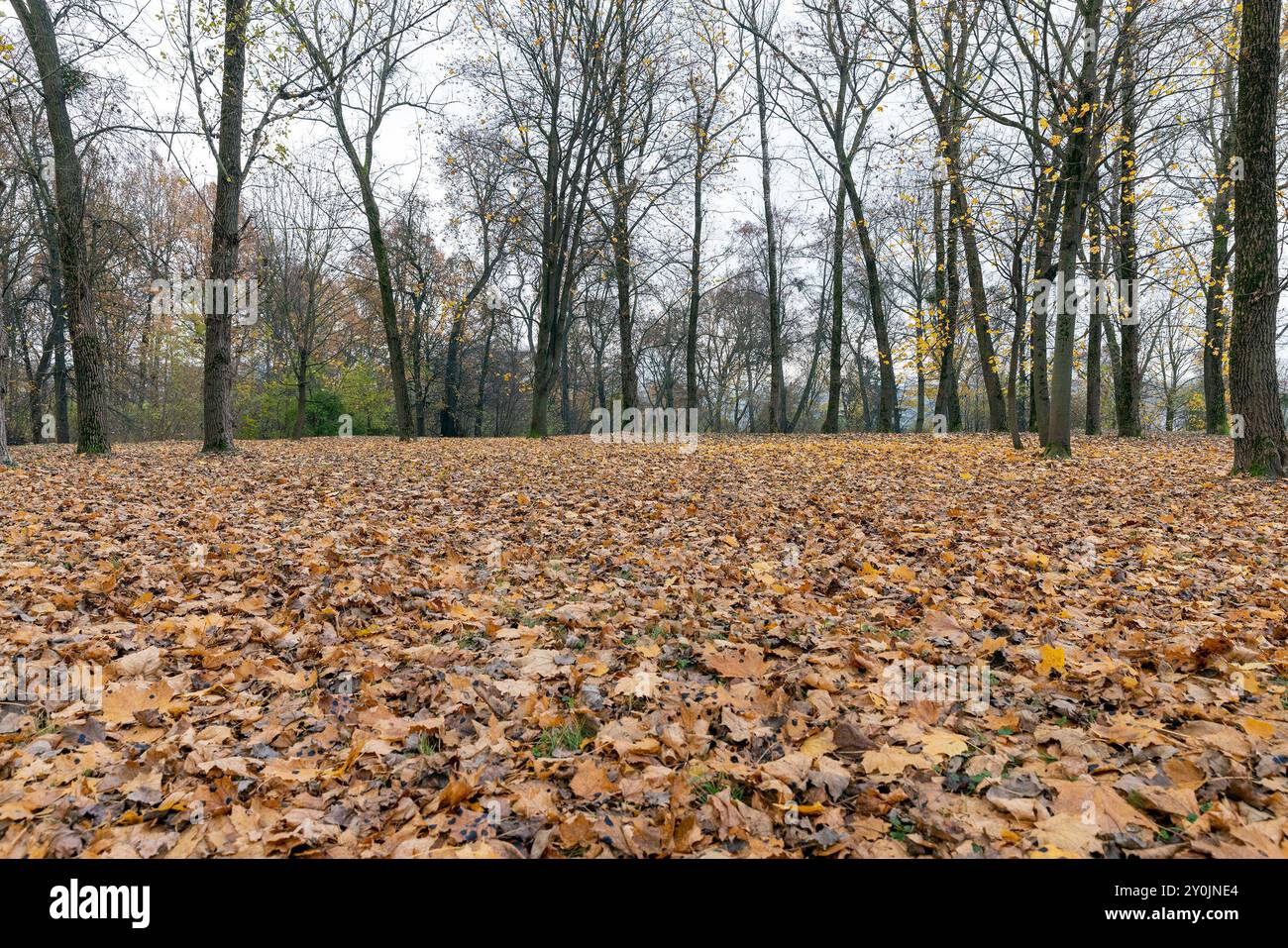 Autumn foliage on trees in Europe, changes in foliage color in the ...