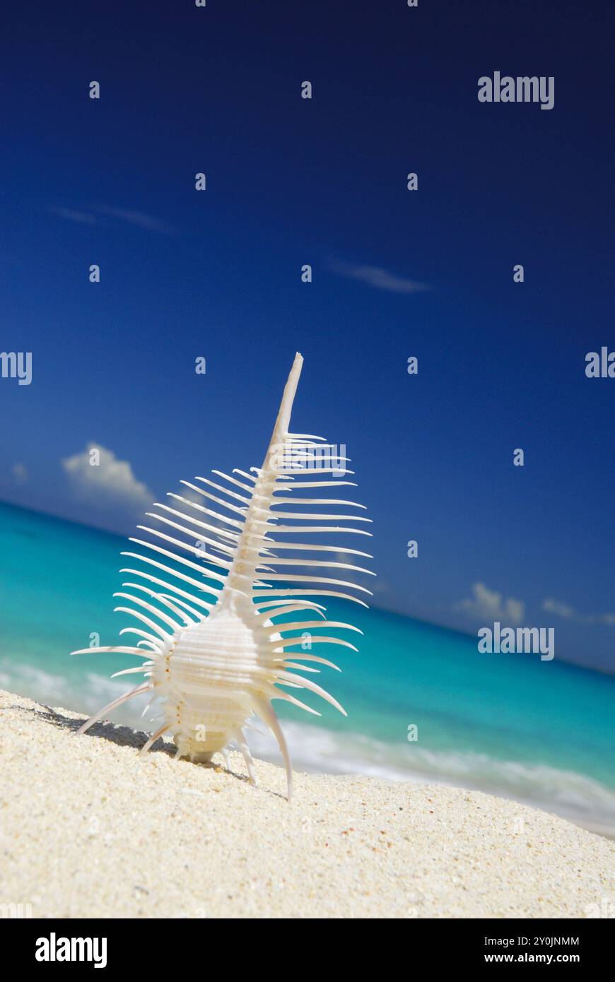 Comb shell hi-res stock photography and images - Alamy