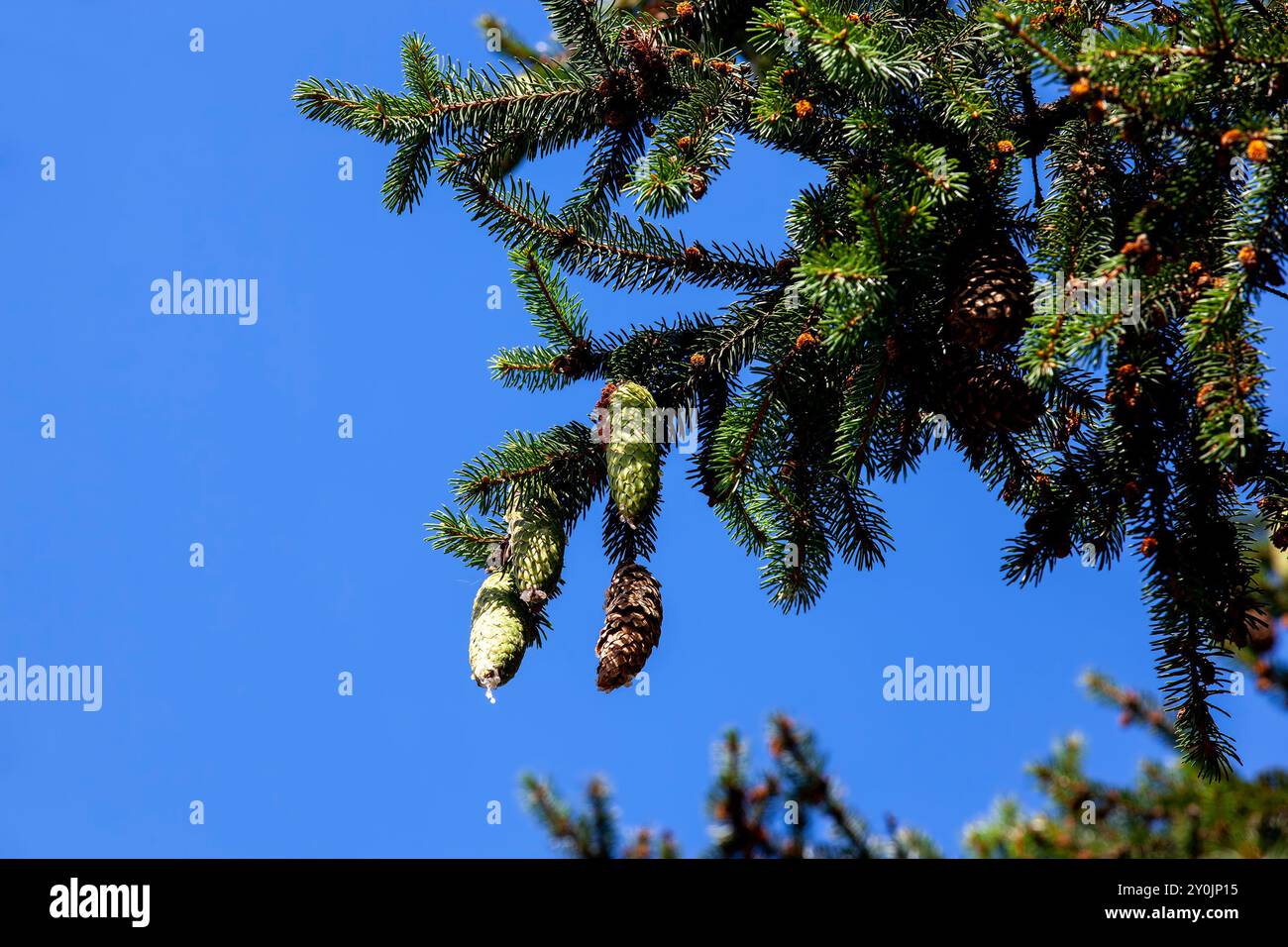 green needles on a tall spruce tree with cones, beautiful long cones on ...