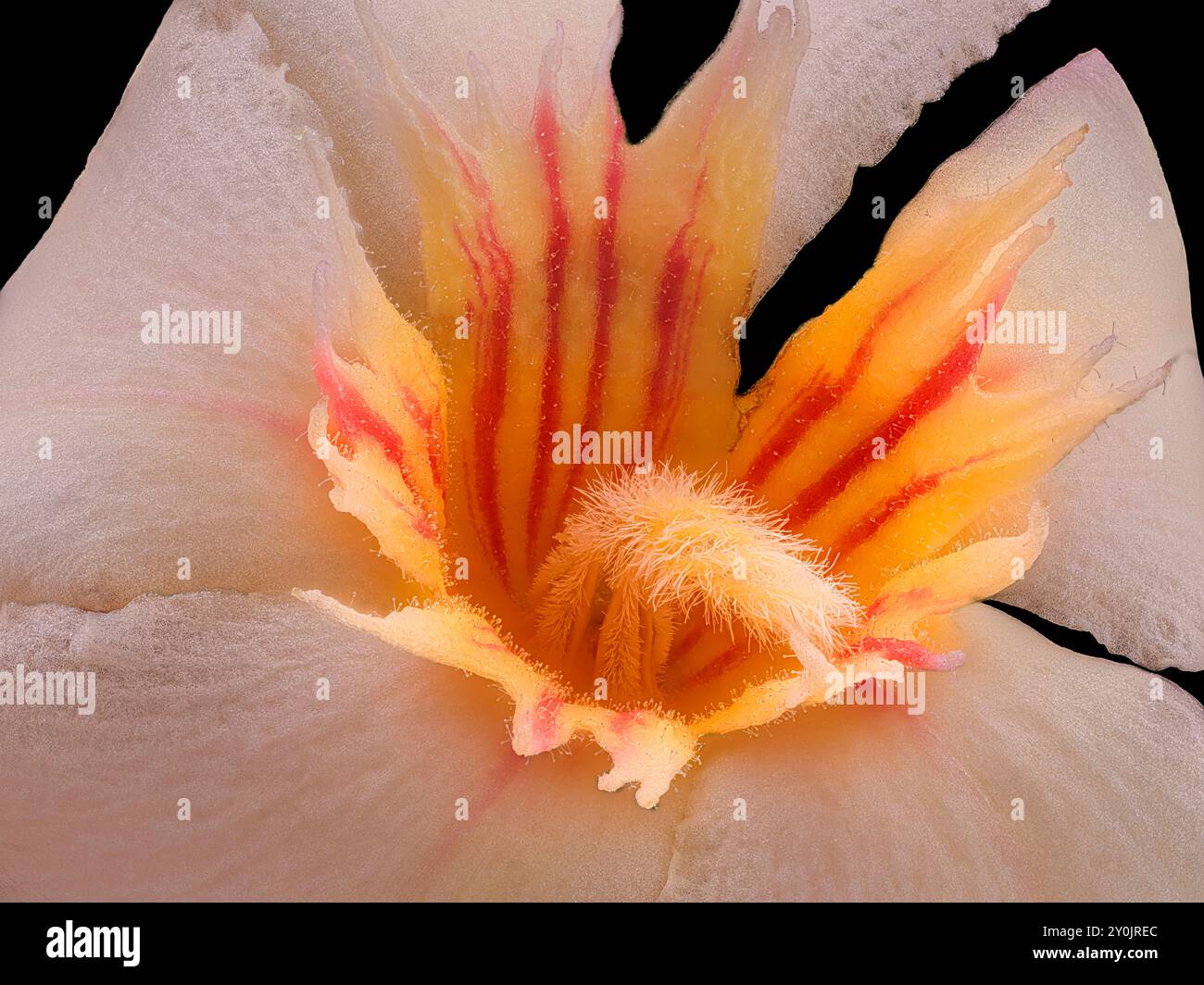 Blüte vom Oleander Nerium oleander, Makrofoto, Studiofoto Deutschland ...