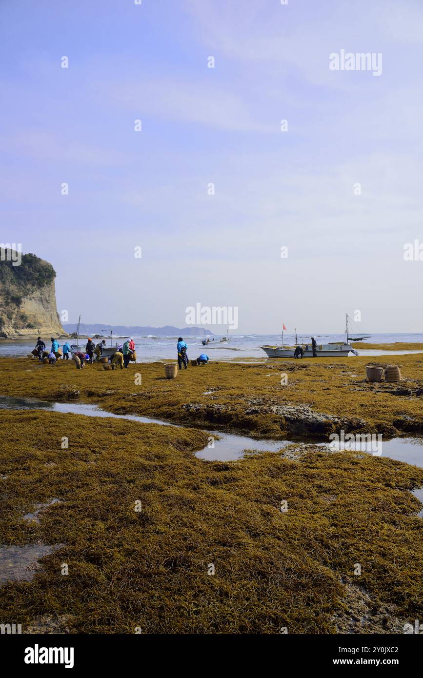 Hijiki harvest hi-res stock photography and images - Alamy