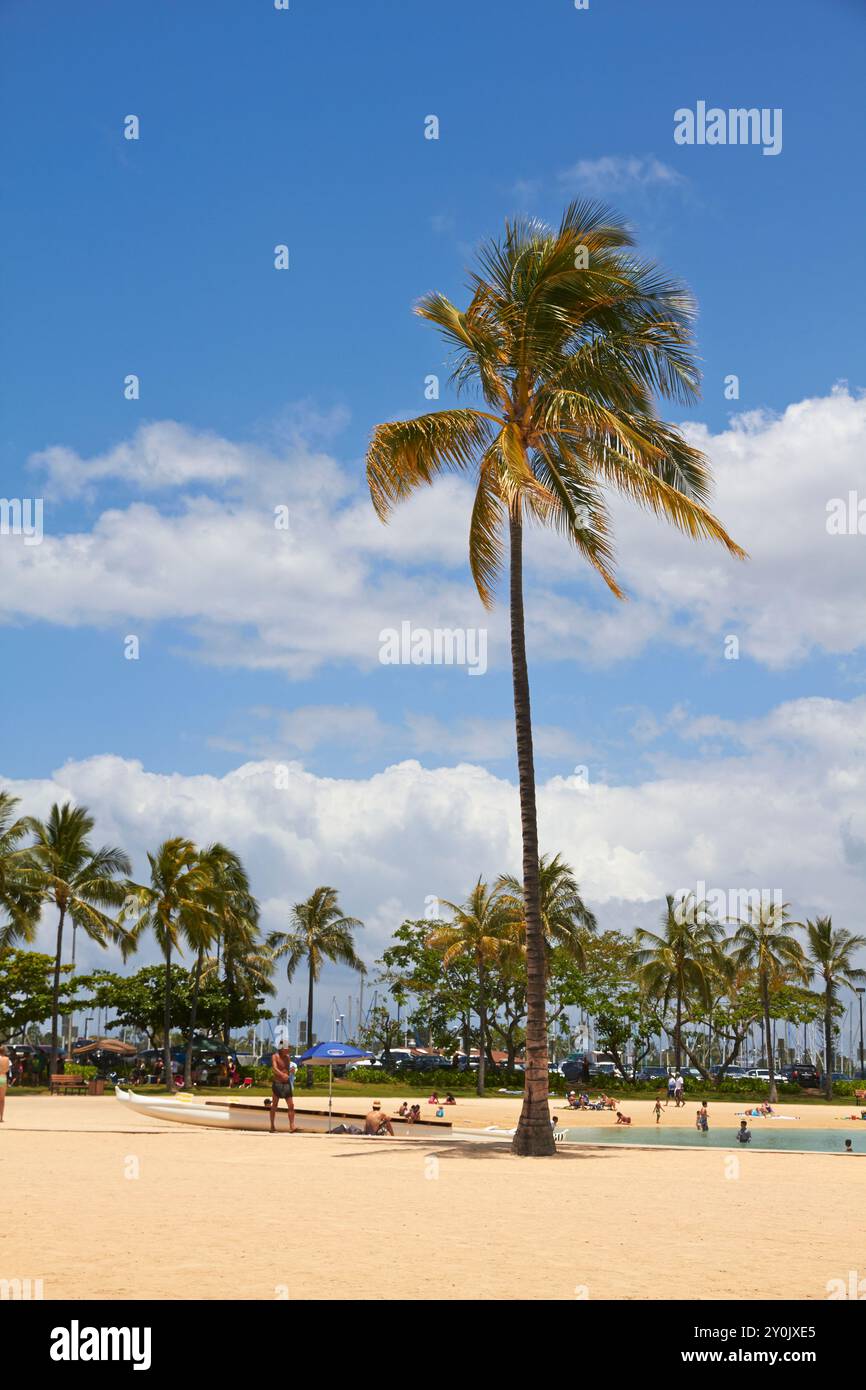 Hawaii palm grove hi-res stock photography and images - Alamy