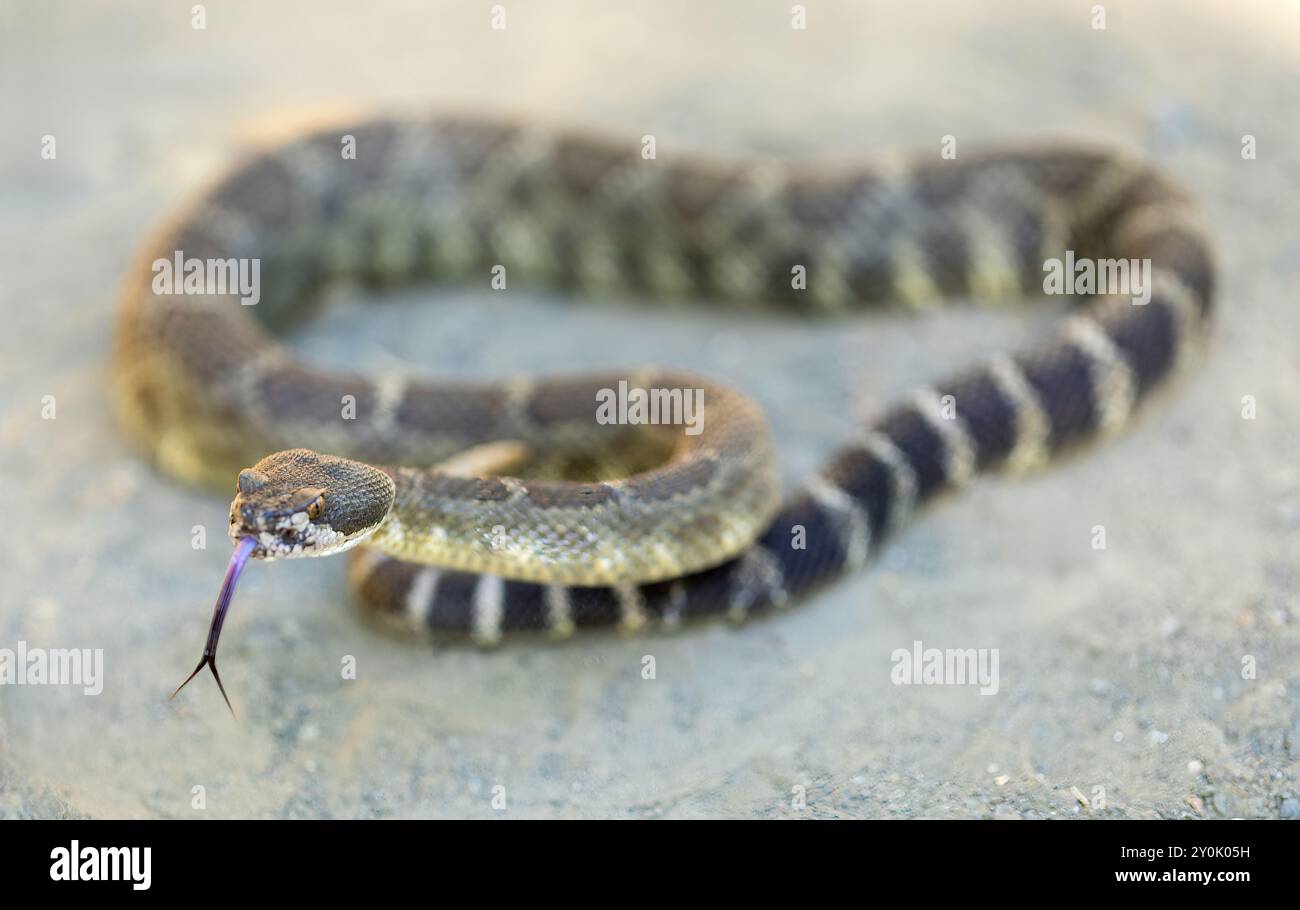 Northern Pacific Rattlesnake in defensive posture sticking out tongue ...