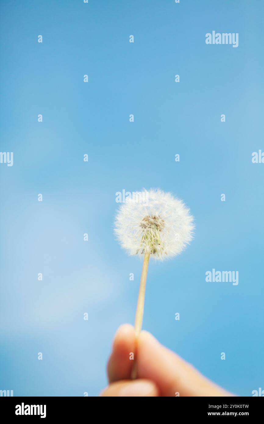 Hand with a fluff of dandelion and blue sky Stock Photo - Alamy