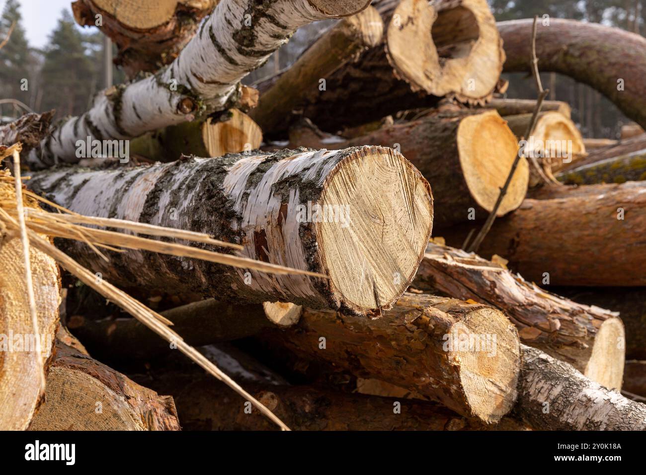pine and other tree trunks during deforestation, stacked pile of wood ...