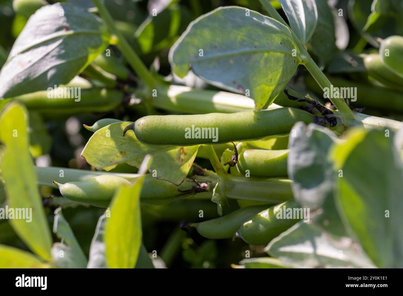 An agricultural field where green beans grow, growing legumes in the ...