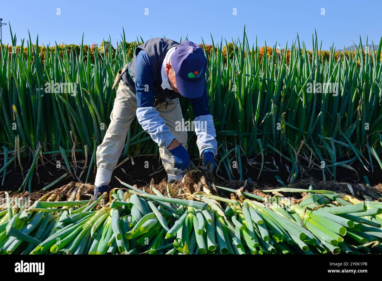 Harvest of Welsh onions Stock Photo - Alamy