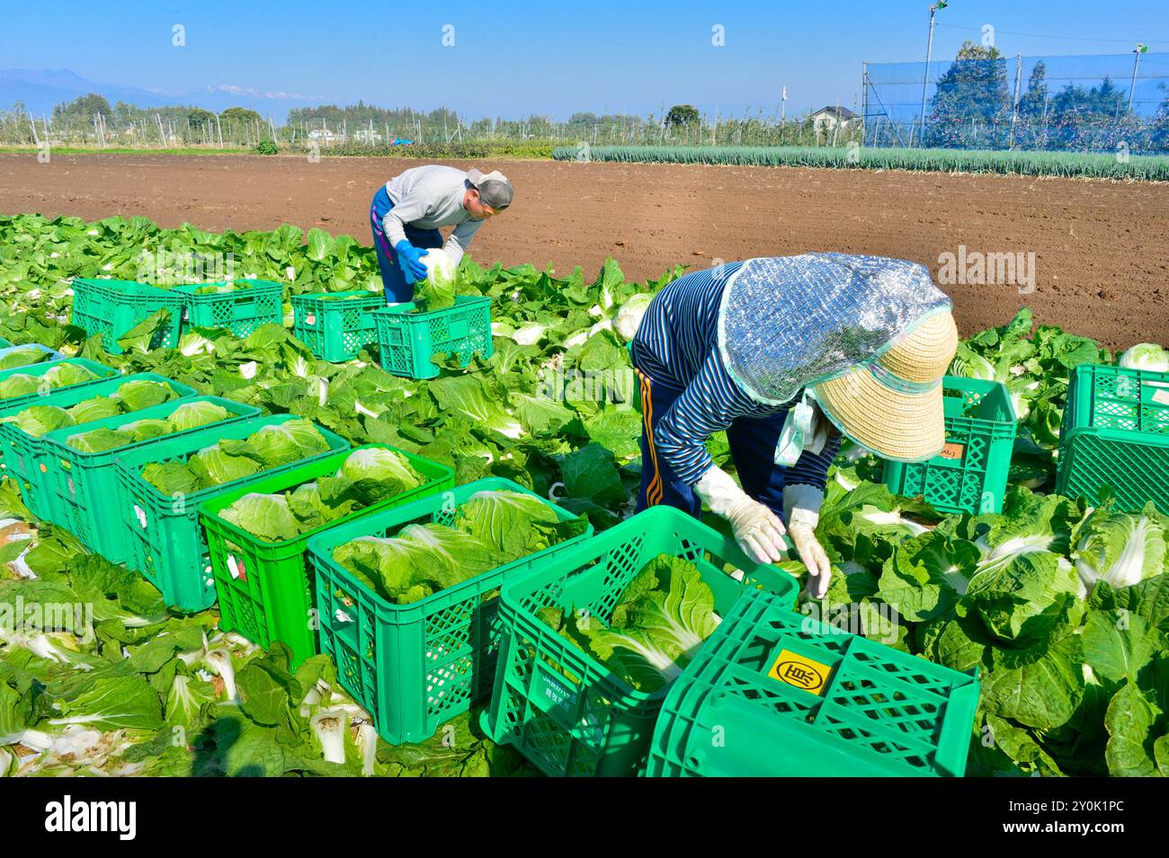 Harvest of Chinese cabbage Stock Photo - Alamy