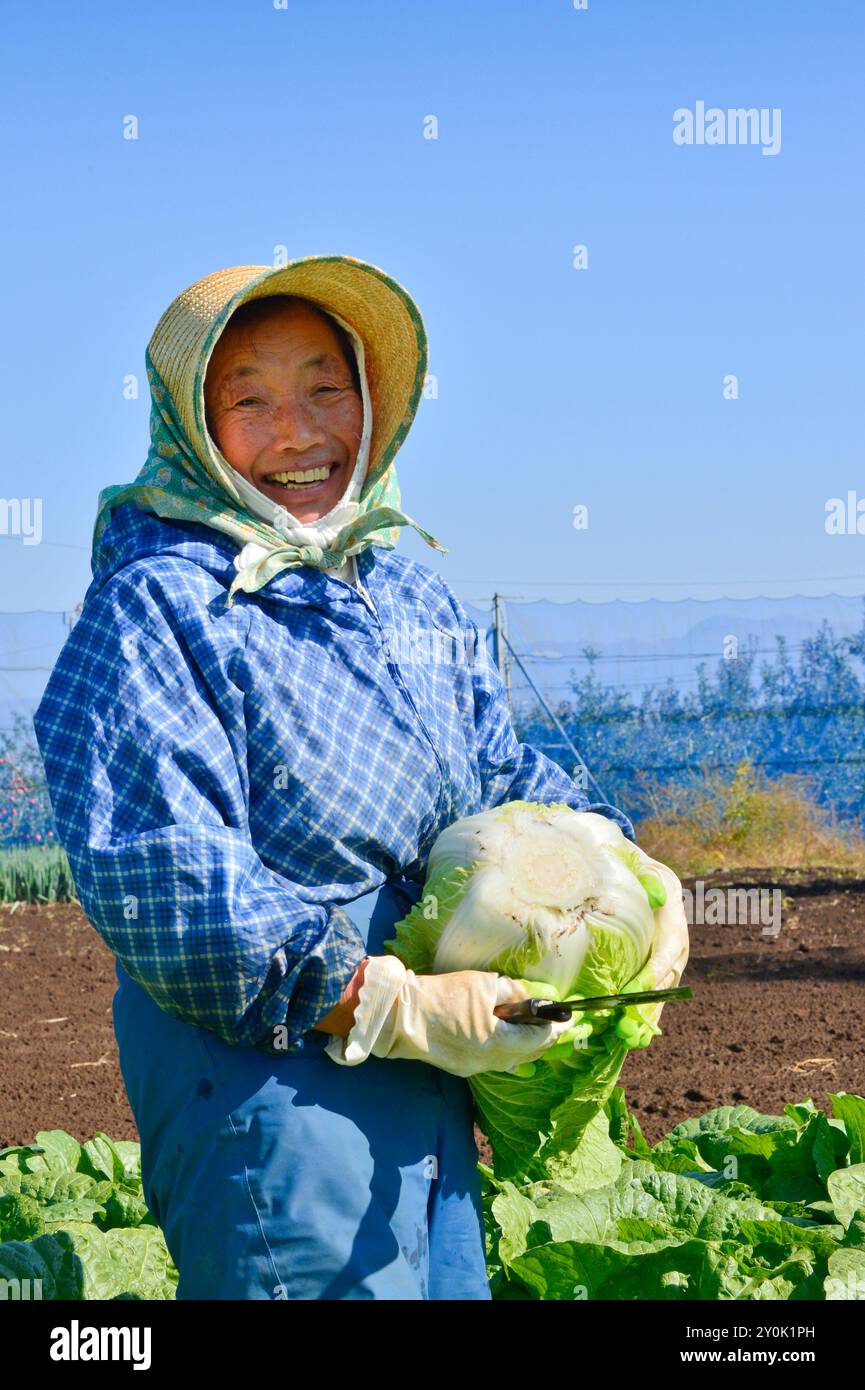 Harvest of Chinese cabbage Stock Photo - Alamy