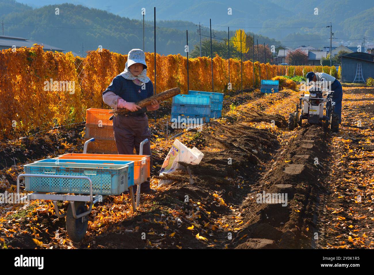 Harvest of Chinese Yam Stock Photo - Alamy