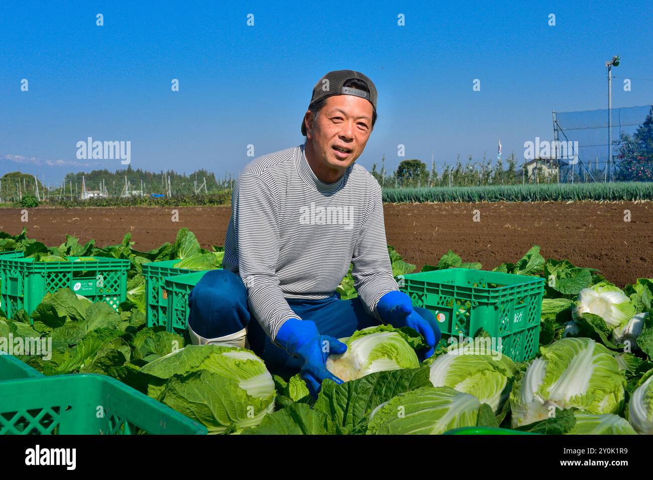 Harvest of Chinese cabbage Stock Photo - Alamy