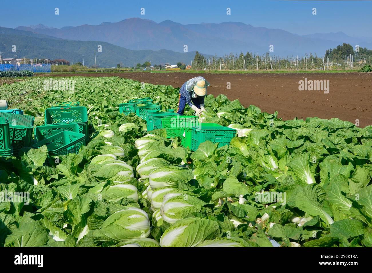 Harvest of Chinese cabbage Stock Photo - Alamy