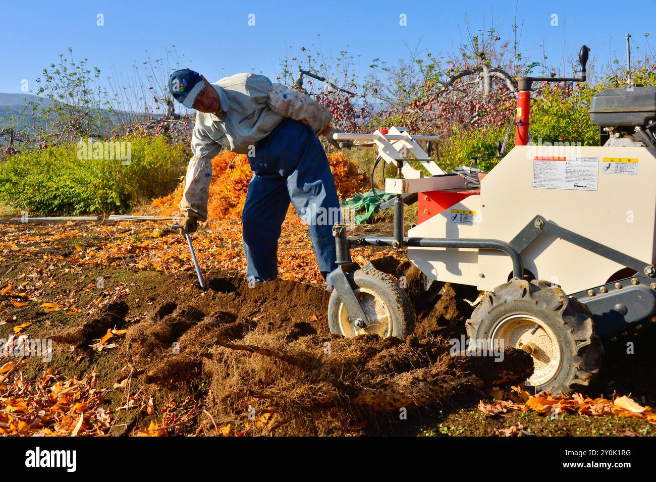 Harvest of Chinese Yam Stock Photo - Alamy