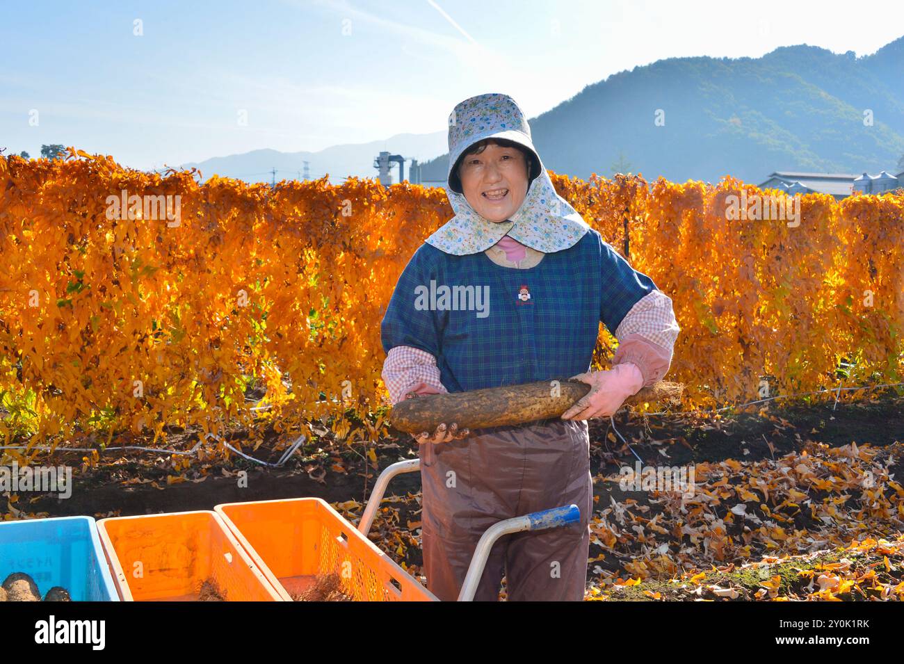 Harvest of Chinese Yam Stock Photo - Alamy